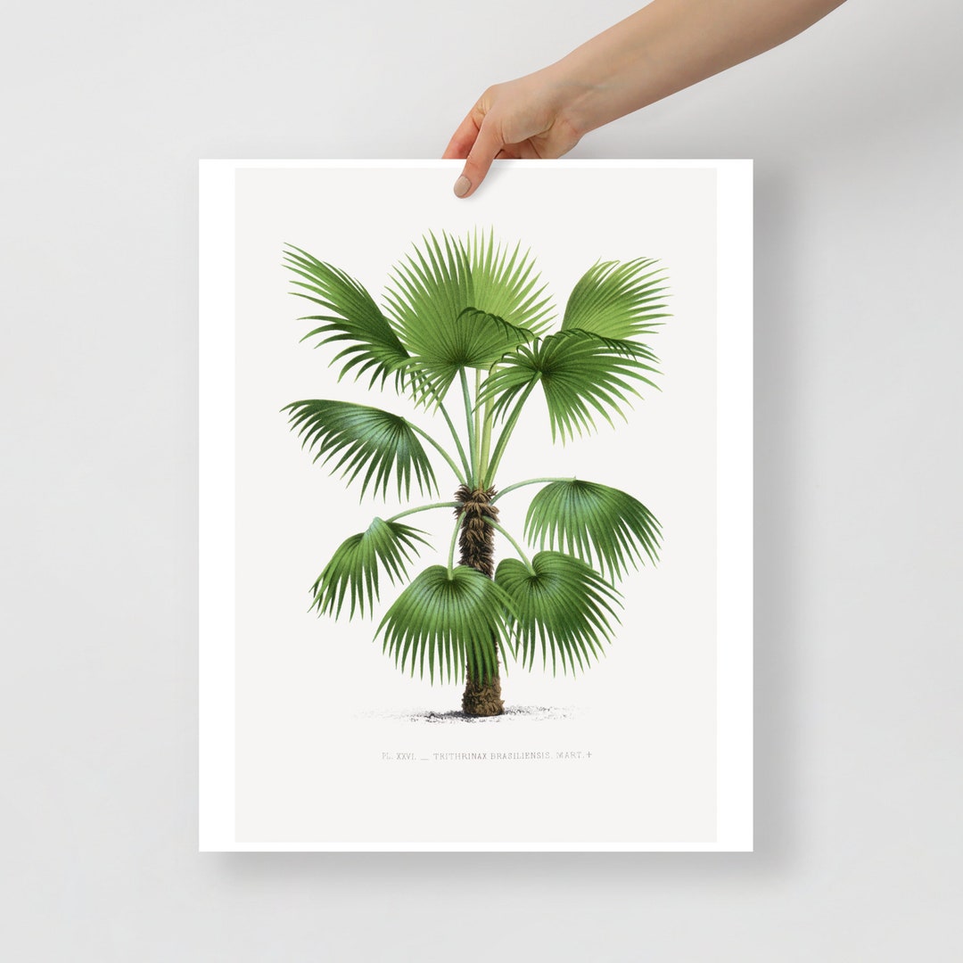 Vintage Palm Tree Illustration 2 Poster - Etsy