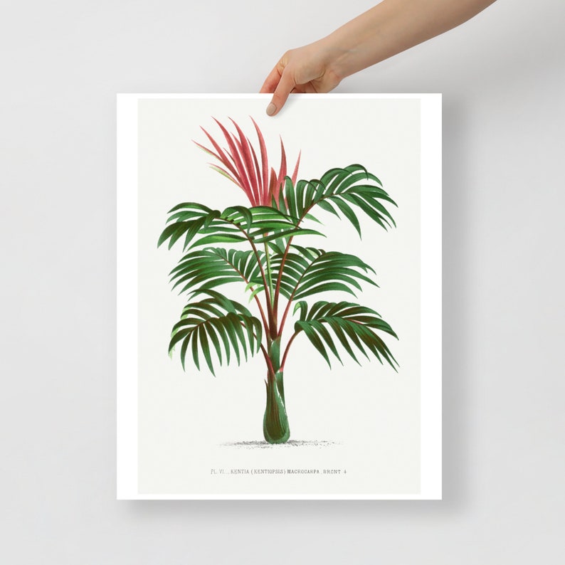 Vintage Palm Tree Illustration 3 Poster - Etsy