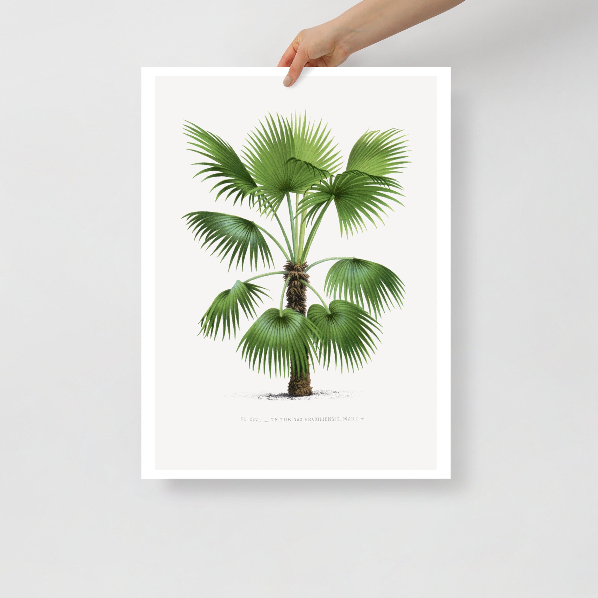 Vintage Palm Tree Illustration 2 Poster - Etsy