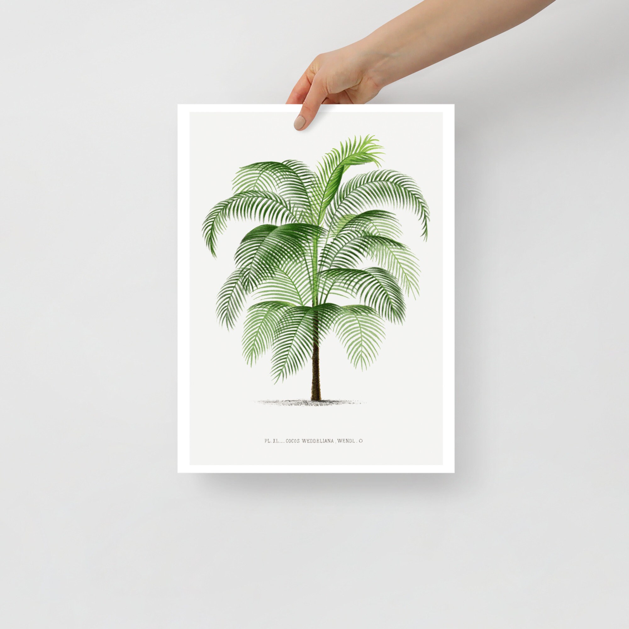 Vintage Palm Tree Illustration 6 Poster - Etsy