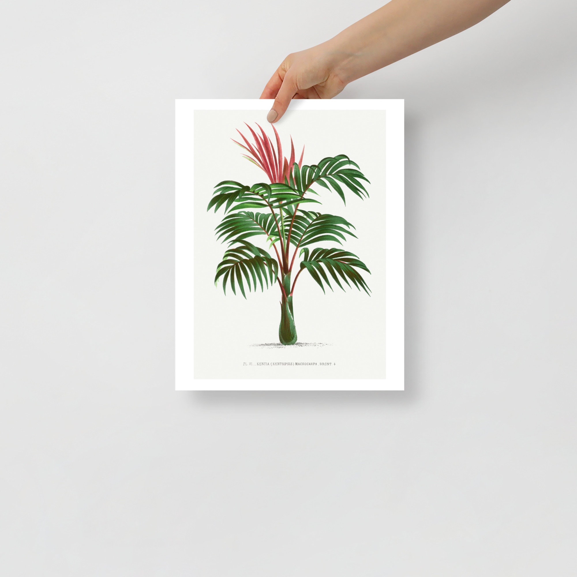Vintage Palm Tree Illustration 3 Poster - Etsy