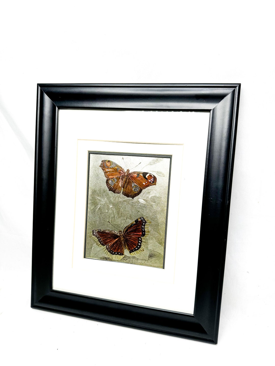 Black Framed Lizars SC Butterflies Framed Foil Art Print Spectra ...