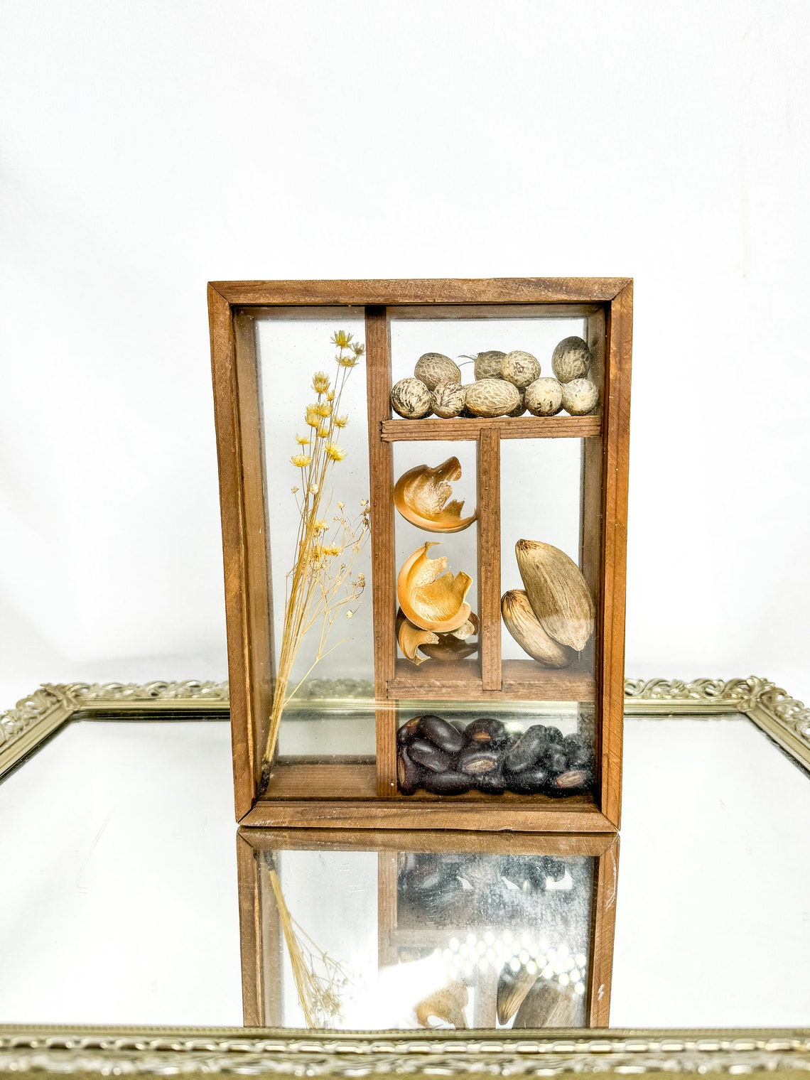 Beautiful Vintage Shadow Box Display Shells Dried Seeds Wood Frame 7.75 ...