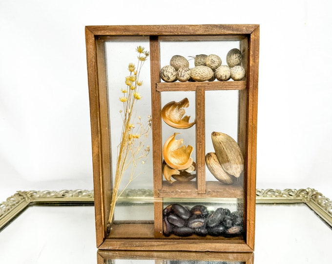 Beautiful Vintage Shadow Box Display Shells Dried Seeds Wood Frame 7.75 ...