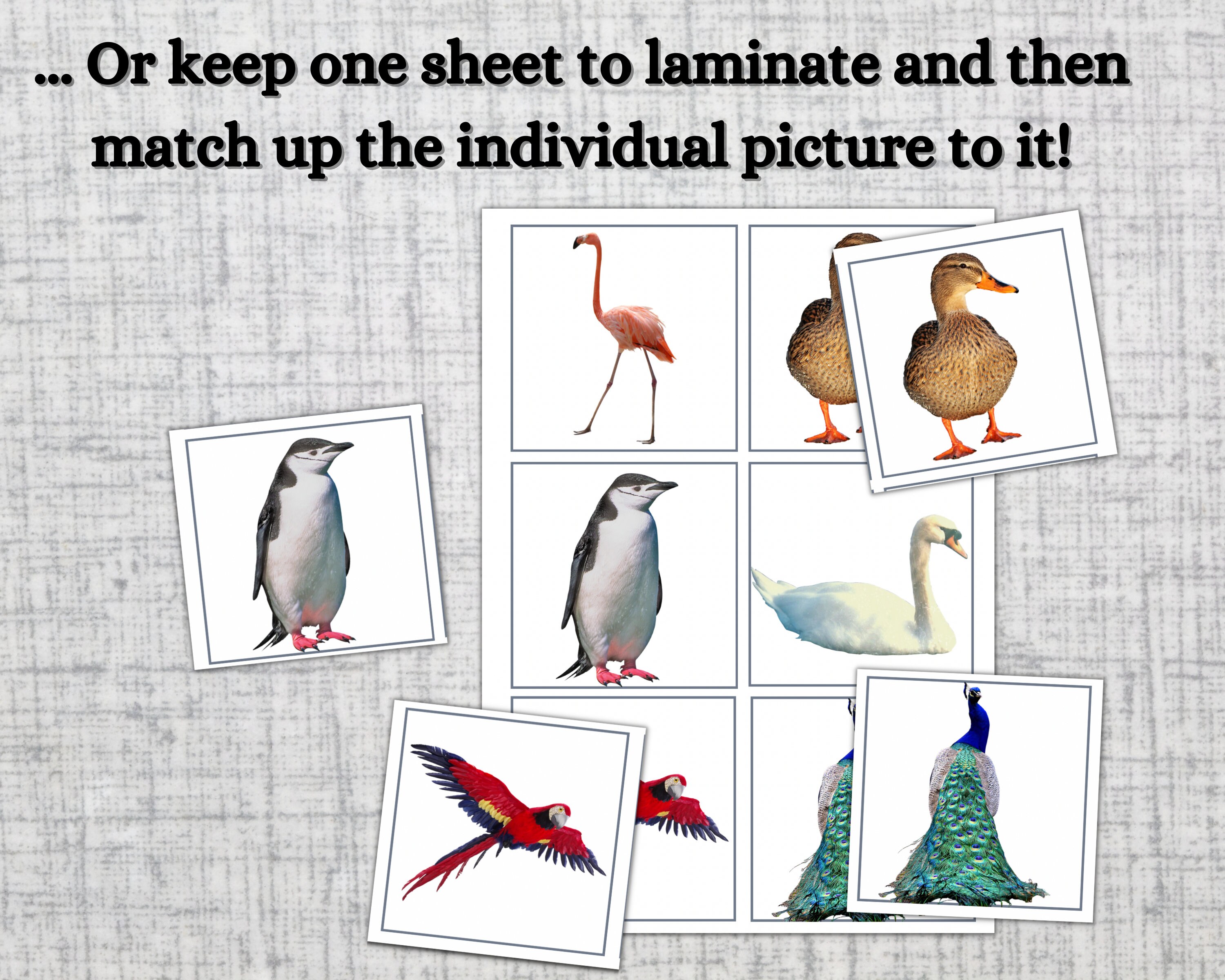 Animal Matching Game for Seniors, Animal Sorting Game, Care Facility ...