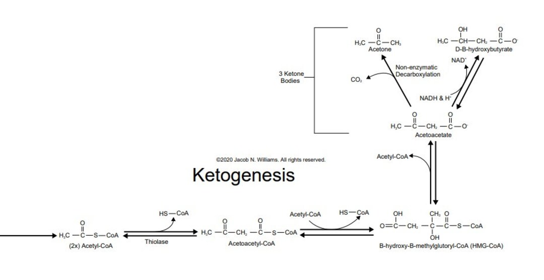 Simplified Metabolic Pathway Map With Complete Molecular Structures - Etsy