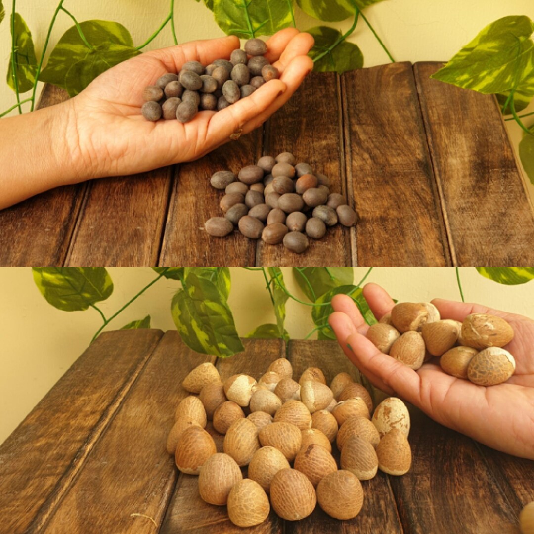 Kamal Gutta Gatta, Lotus Seeds, Nelumbo Nucifera | Pooja Supari, Betel ...