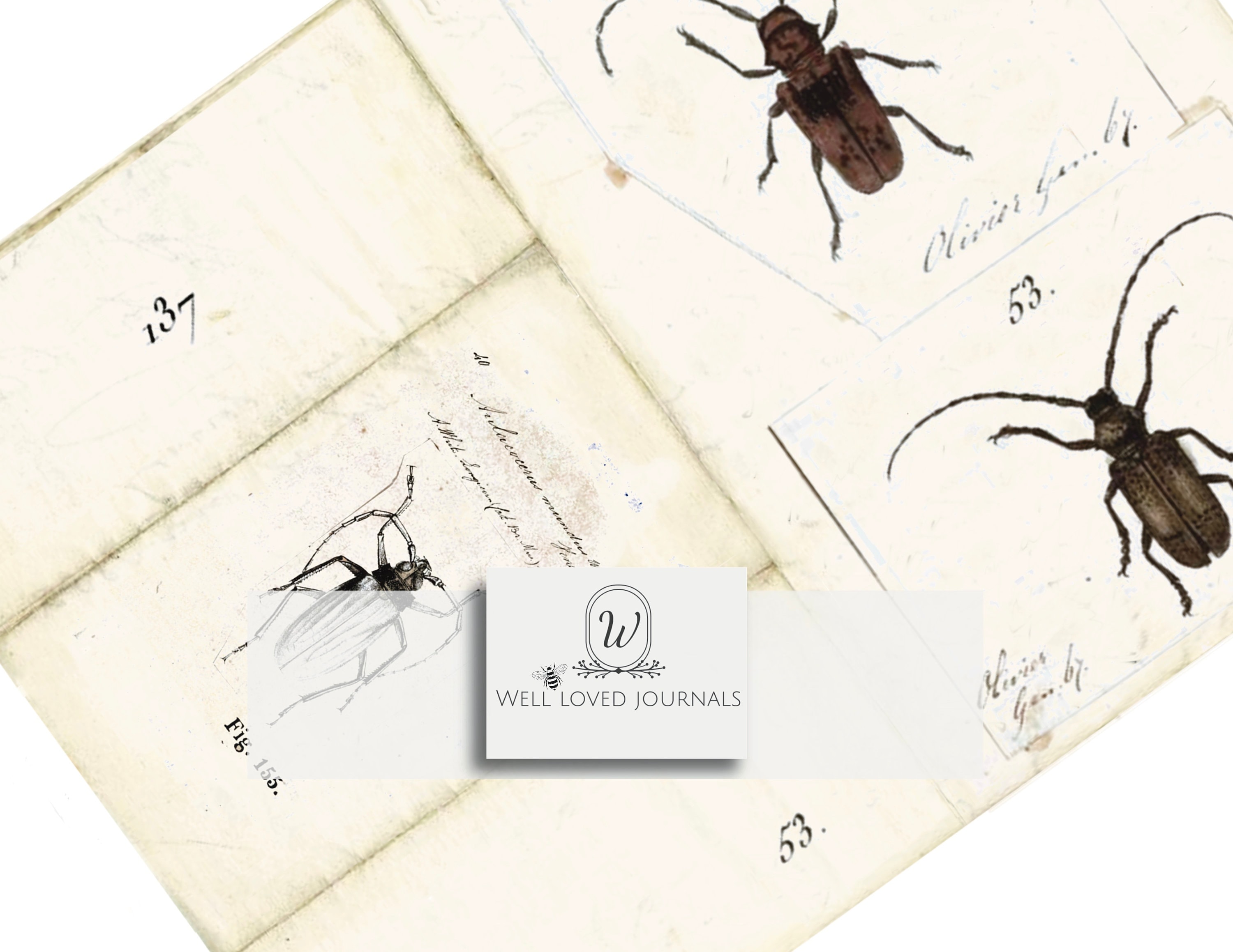 9 Sheets of Bugs Ephemera, Tailored for Vintage, Gothic, or Halloween ...