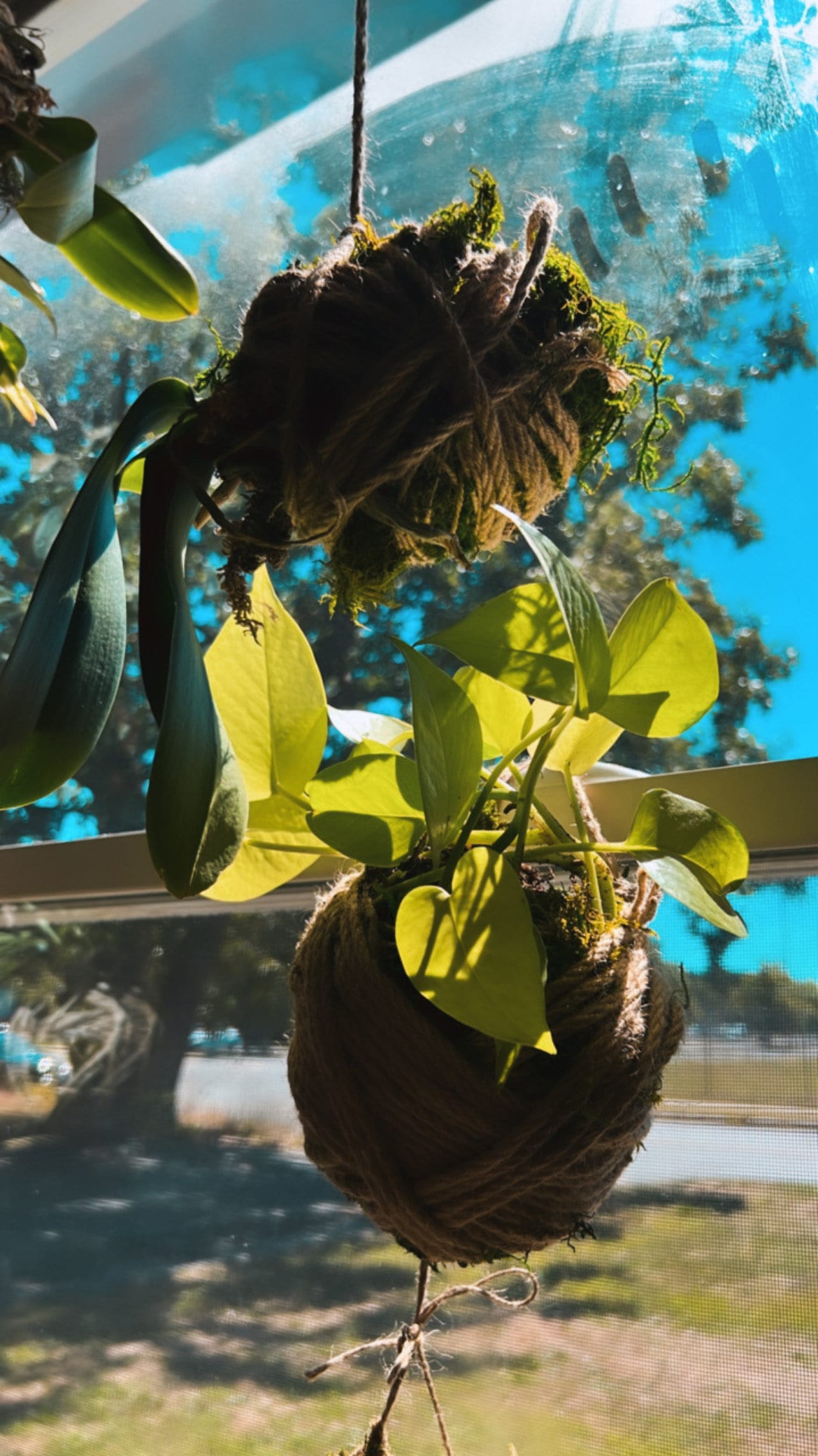 Kokedama Light Green Pathos Ball - Etsy