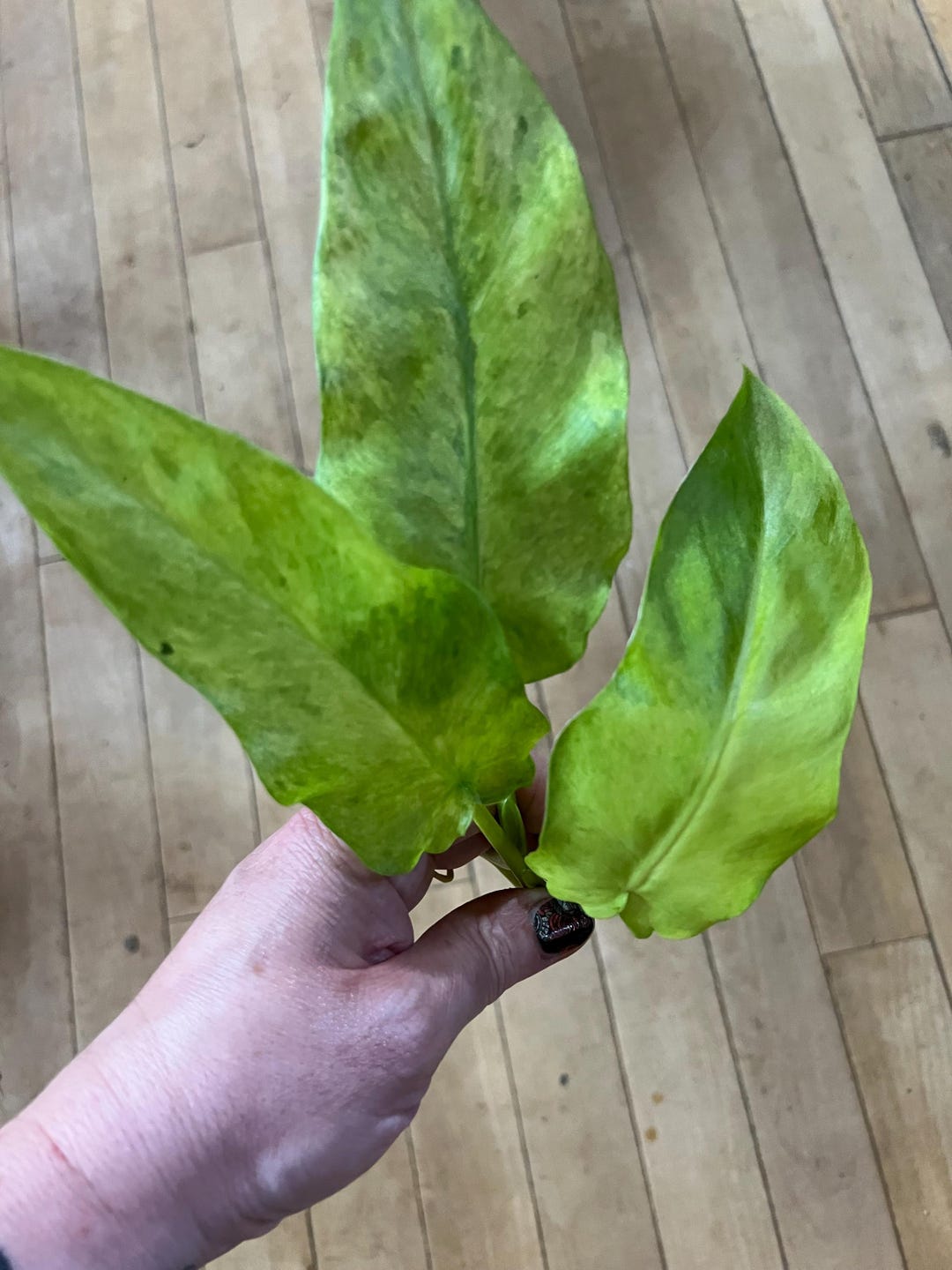 Philodendron Bob Cee Variegated Cutting - Etsy Canada