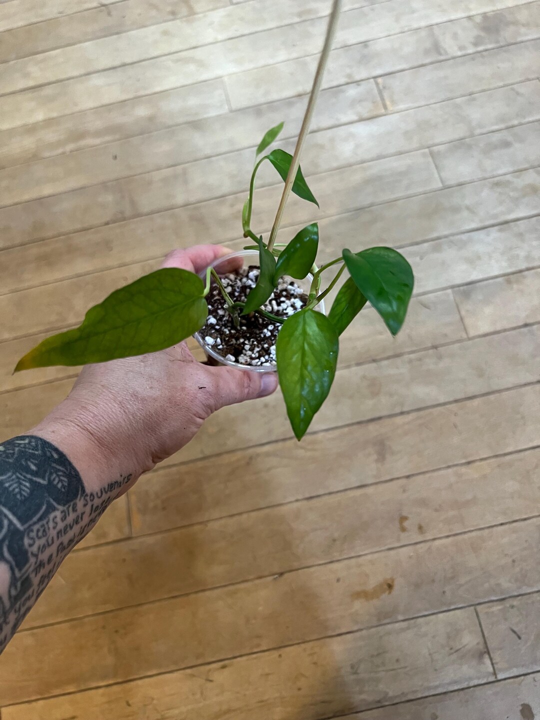 Epipremnum Skeleton KEY - Etsy Canada