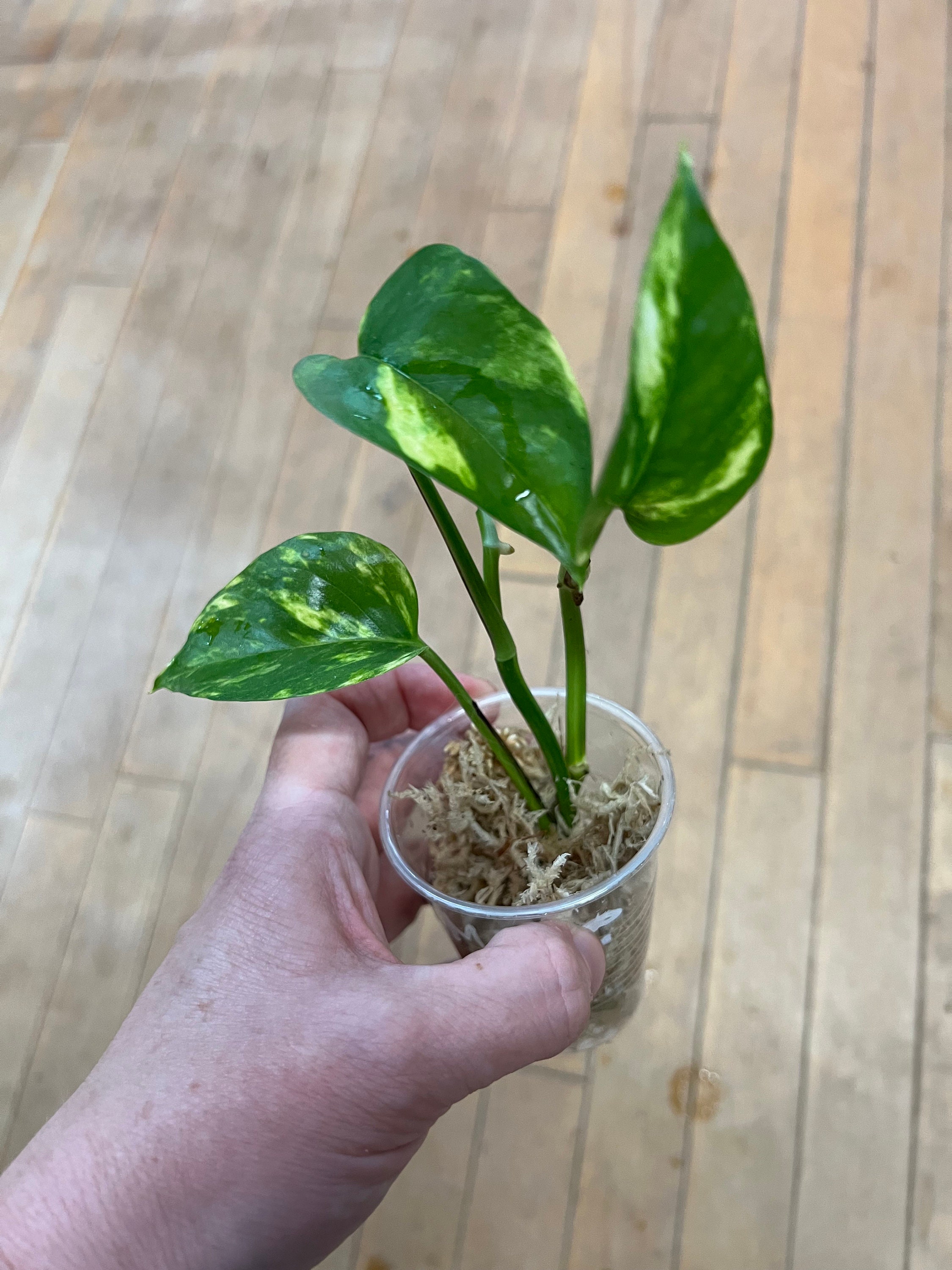 Hawaiian Pothos Small - Etsy Canada