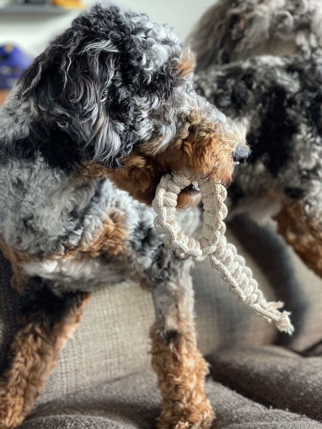 Dog Rope Chew Toy / Biodegradable, Handmade, Macrame Cotton / Small ...