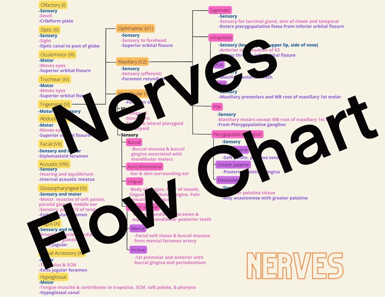 Dental Hygiene Study Flow Chart for Nerves, DIGITAL DOWNLOAD Study ...