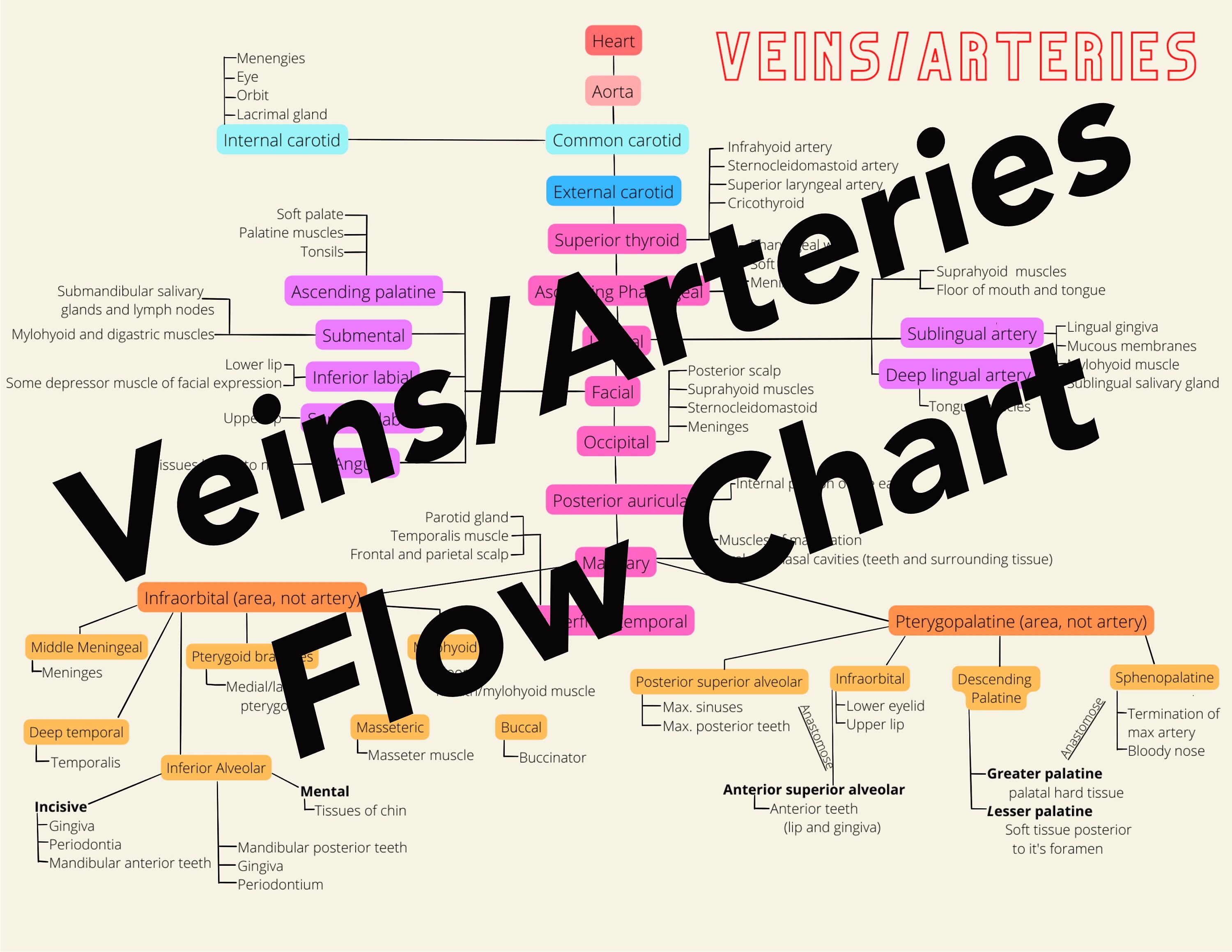 Dental Hygiene Study Flow Chart for Veins/arteries, DIGITAL DOWNLOAD ...