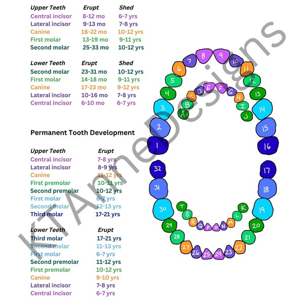 Adult Teeth Chart - Etsy