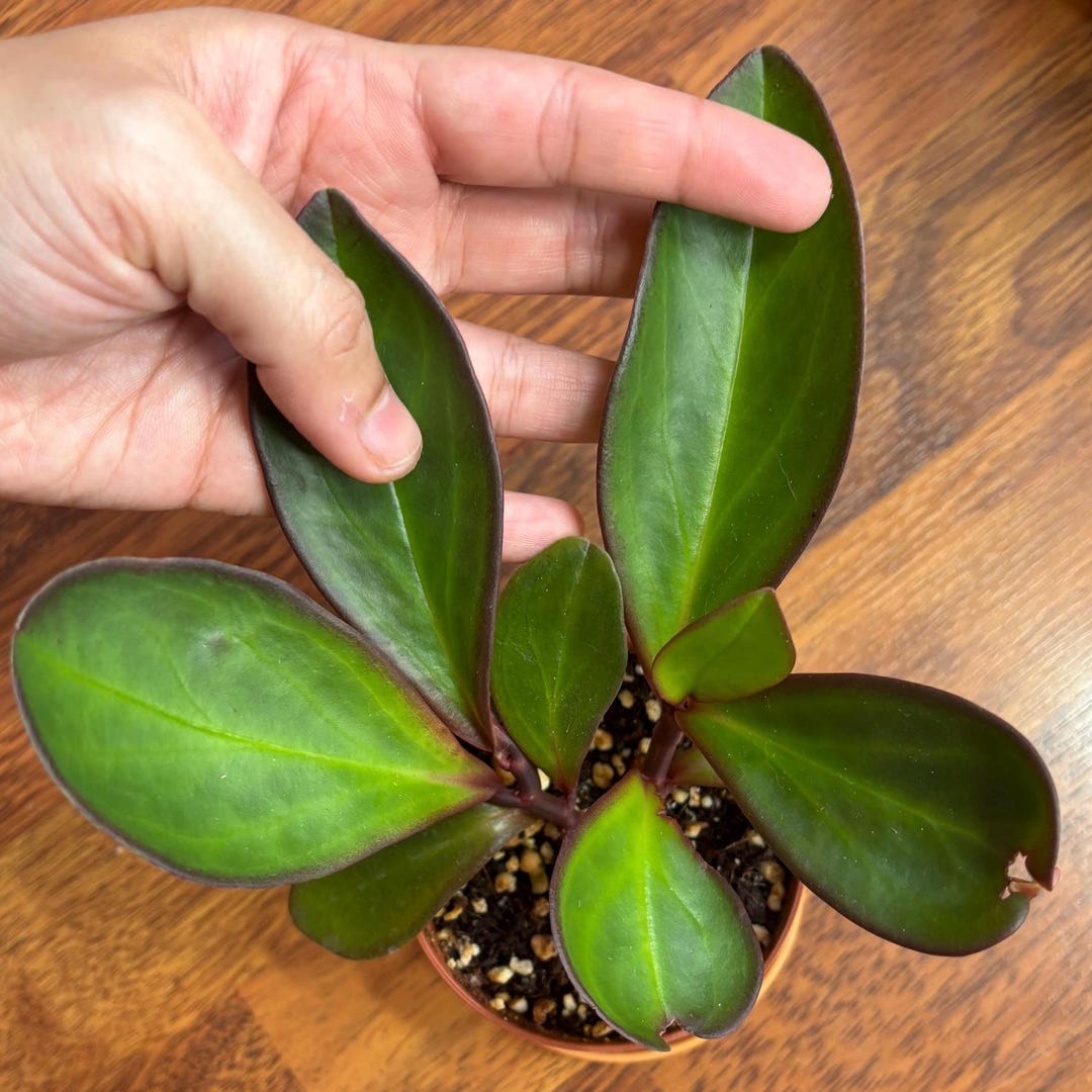 Peperomia Clusifolia Red Margin Rooted Established Plants - Etsy UK