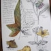 Botany of Middle Earth - Arda Botanical Medicinal Herbs Tolkien Art ...