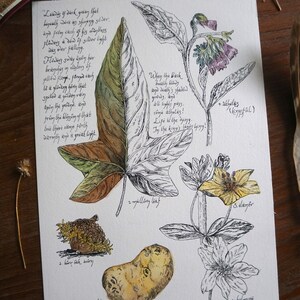 Botany of Middle Earth - Arda Botanical Medicinal Herbs Tolkien Art ...