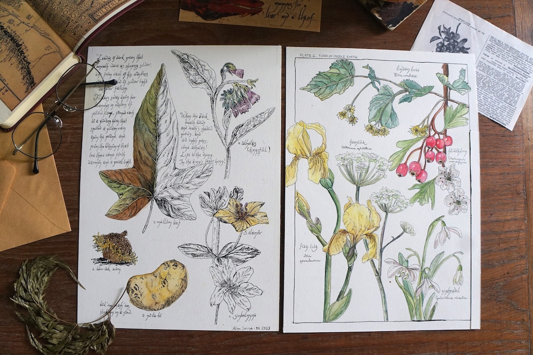 Botany of Middle Earth - Arda Botanical Medicinal Herbs Tolkien Art ...