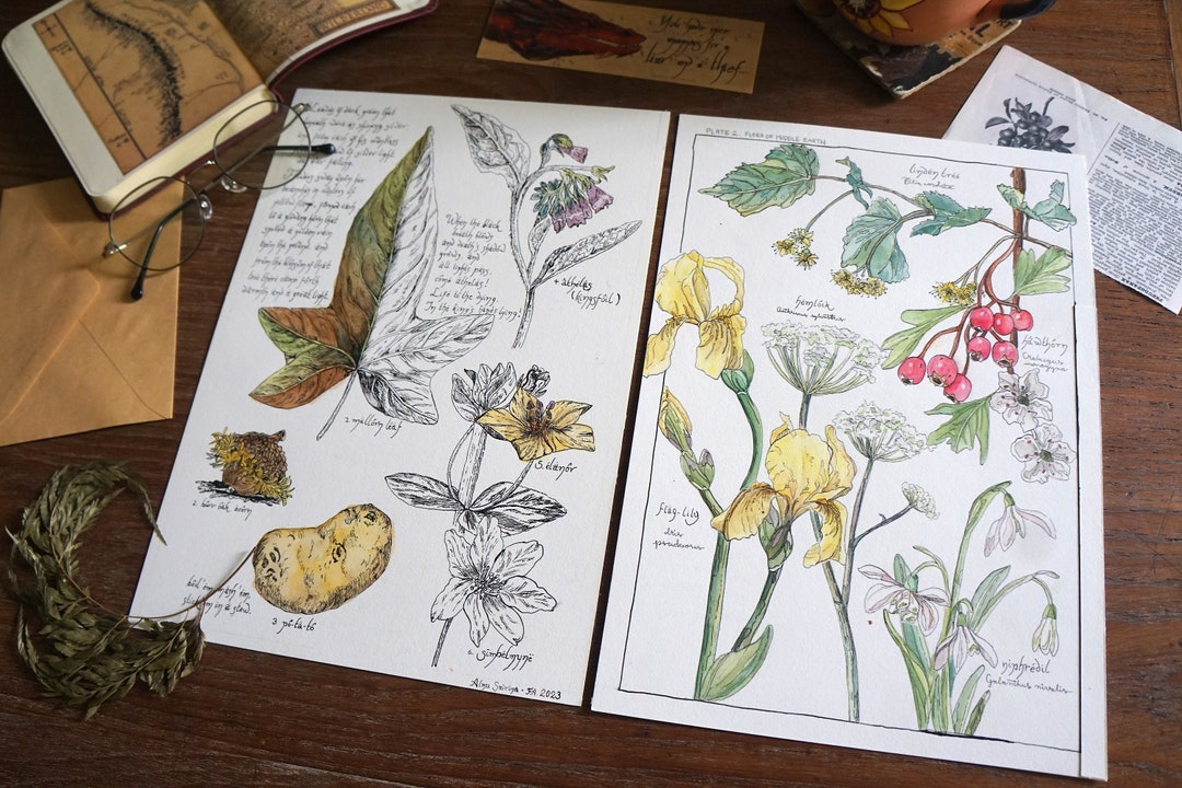 Botany of Middle Earth Arda Botanical Medicinal Herbs Tolkien Art Print ...