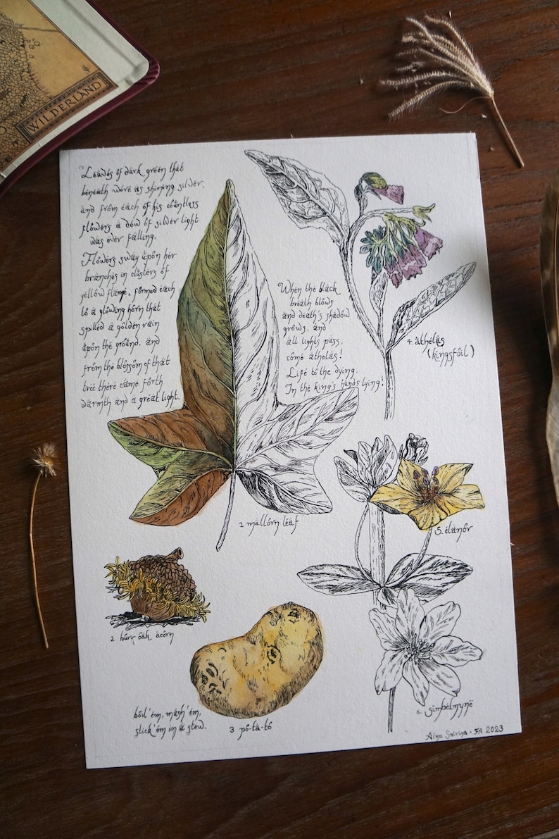 Botany of Middle Earth - Arda Botanical Medicinal Herbs Tolkien Art ...