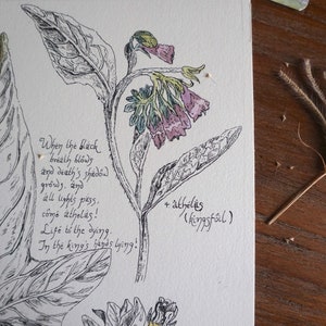 Botany of Middle Earth - Arda Botanical Medicinal Herbs Tolkien Art ...