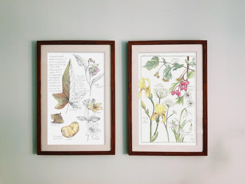 Botany of Middle Earth - Arda Botanical Medicinal Herbs Tolkien Art ...