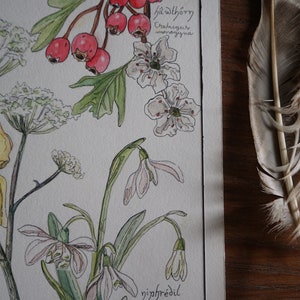 Botany of Middle Earth - Arda Botanical Medicinal Herbs Tolkien Art ...