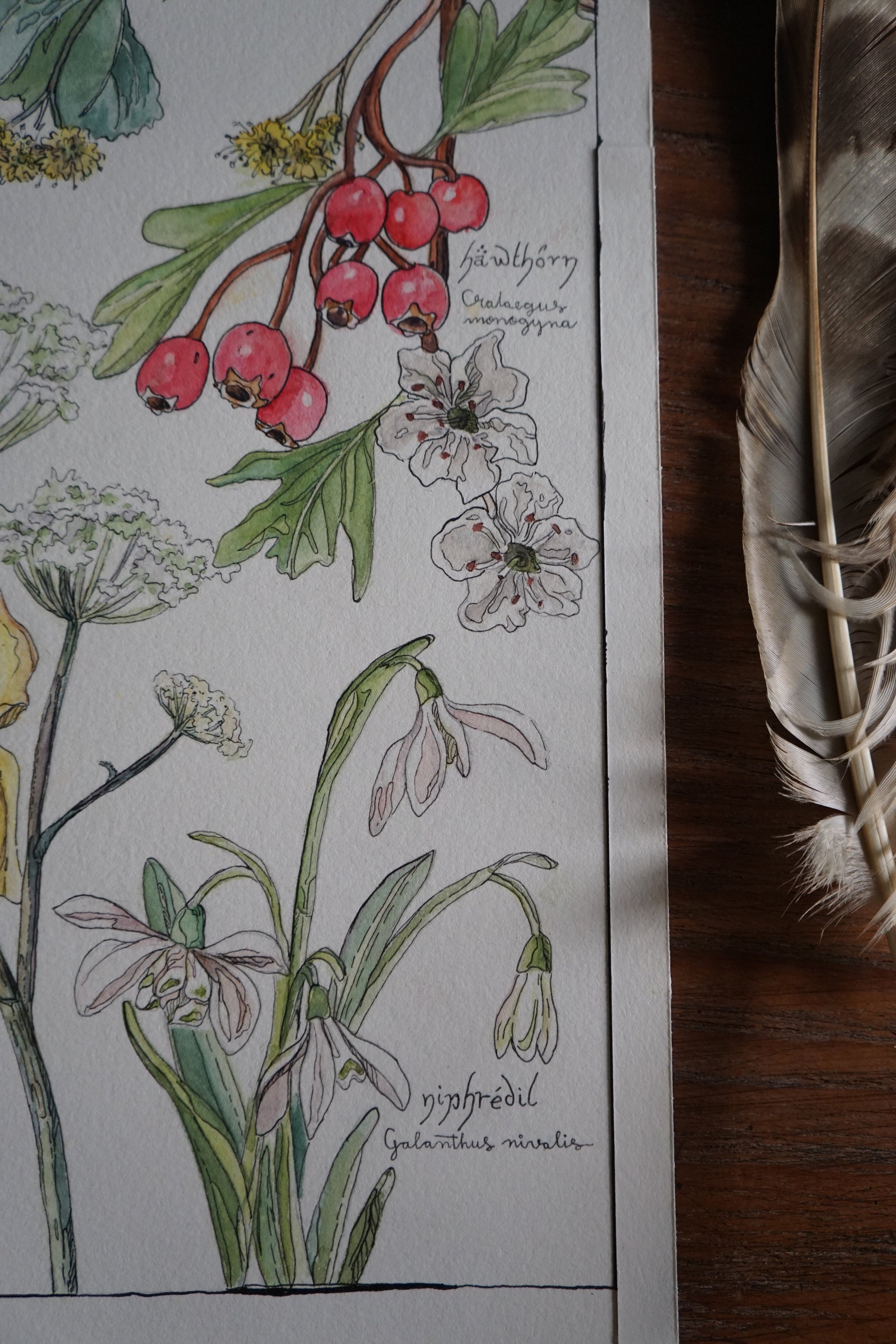 Botany of Middle Earth - Arda Botanical Medicinal Herbs Tolkien Art ...