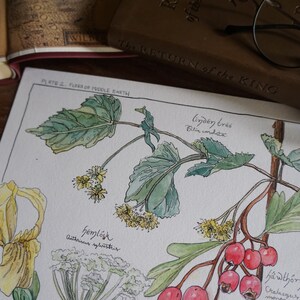 Botany of Middle Earth - Arda Botanical Medicinal Herbs Tolkien Art ...