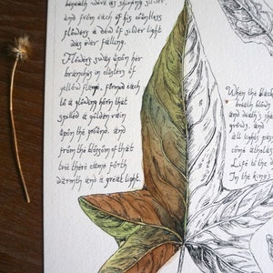 Botany of Middle Earth - Arda Botanical Medicinal Herbs Tolkien Art ...