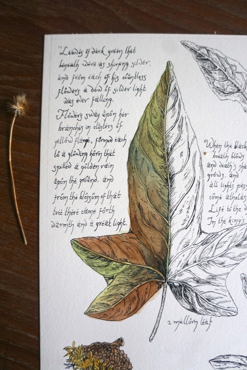 Botany of Middle Earth - Arda Botanical Medicinal Herbs Tolkien Art ...