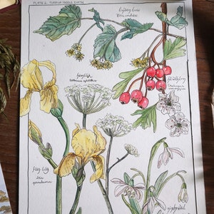 Botany of Middle Earth - Arda Botanical Medicinal Herbs Tolkien Art ...