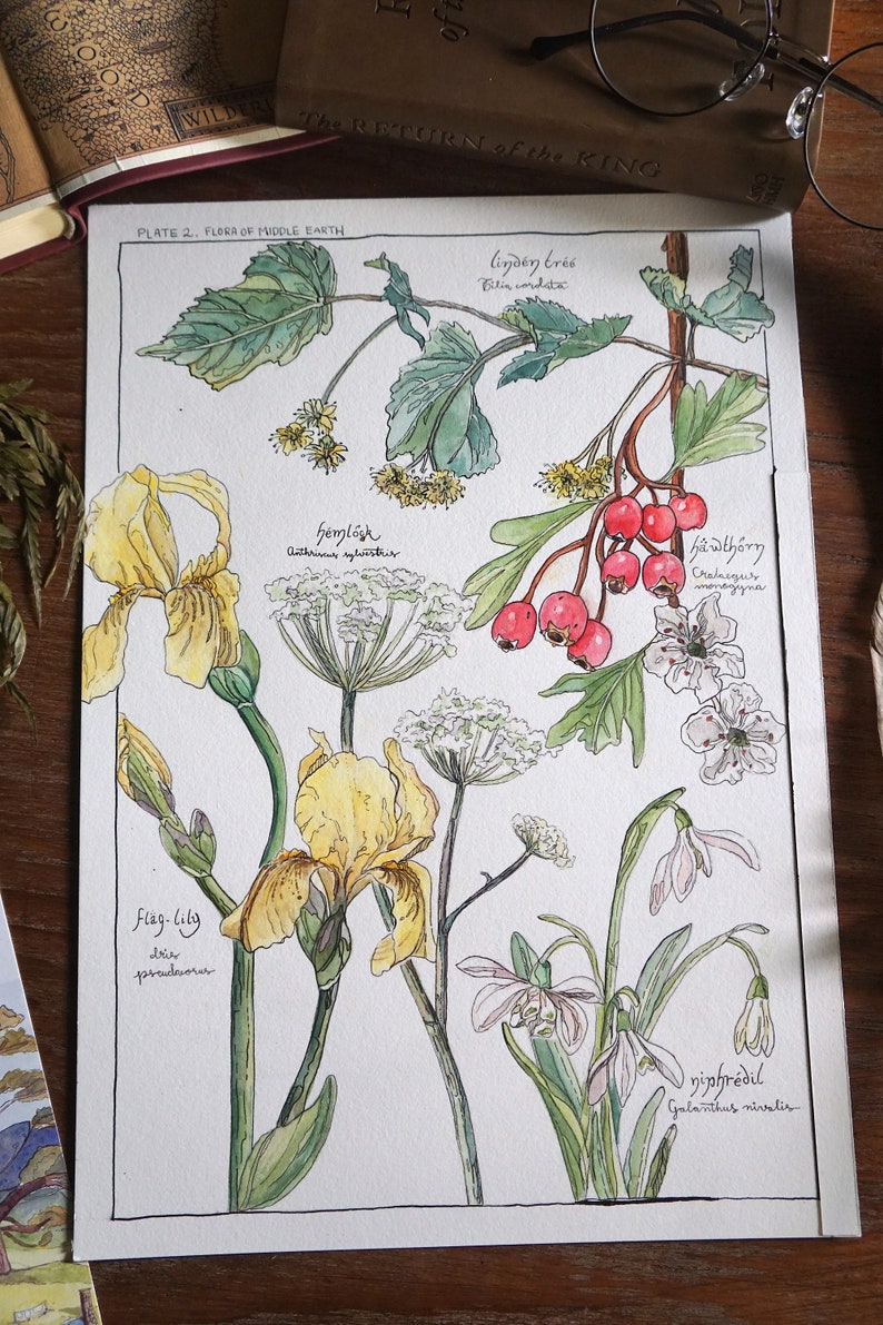 Botany of Middle Earth - Arda Botanical Medicinal Herbs Tolkien Art ...