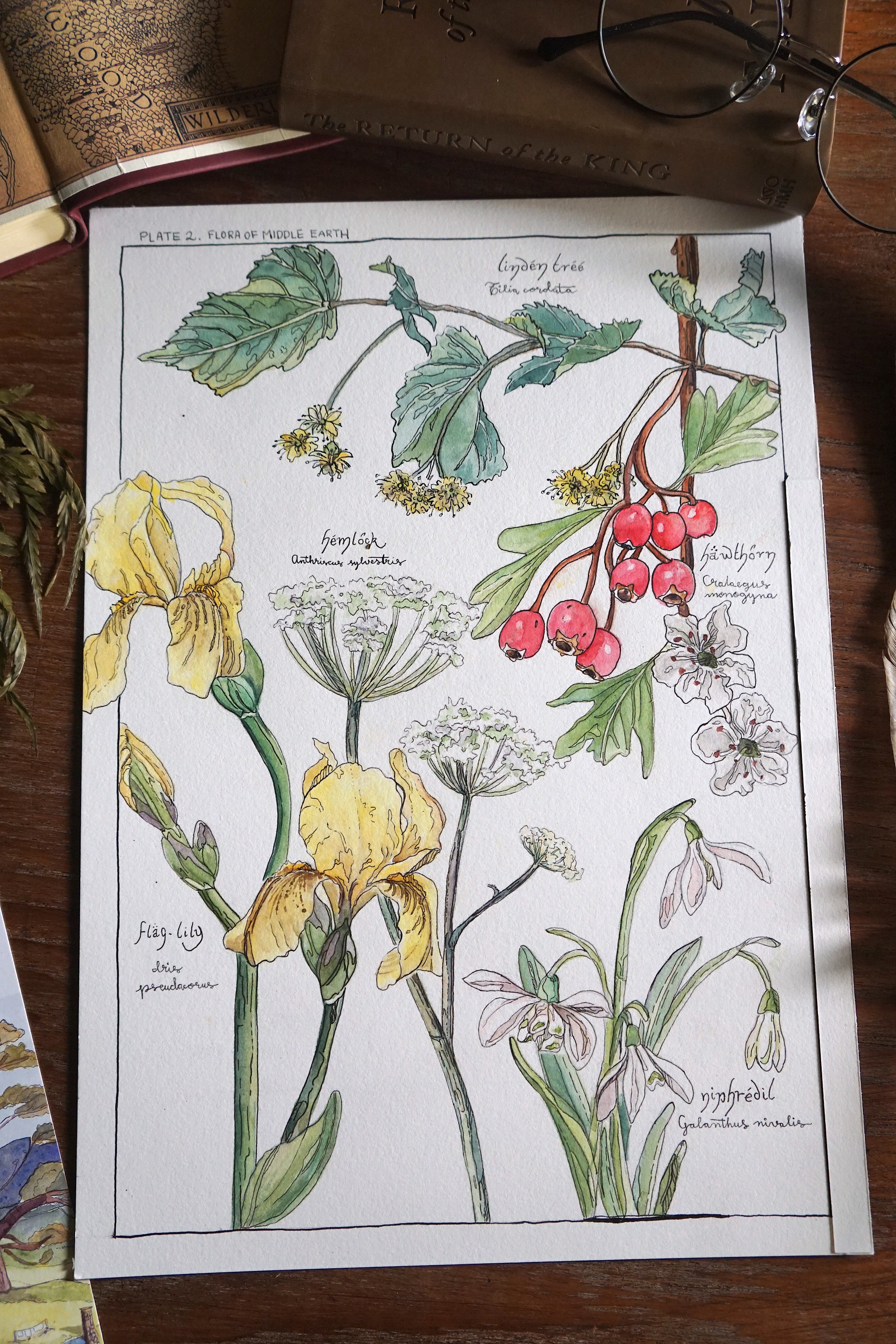 Botany of Middle Earth - Arda Botanical Medicinal Herbs Tolkien Art ...