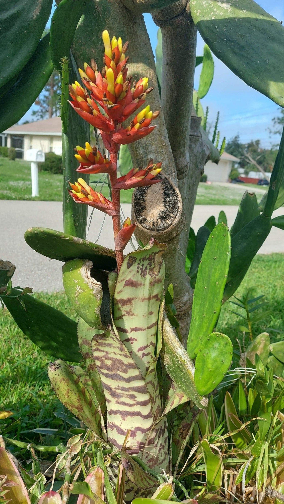 Bromeliad Aechmea in Bloom - Etsy