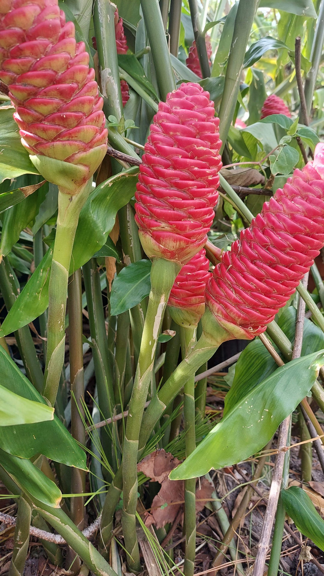 Shampoo Ginger Plant (rhizome) - Etsy