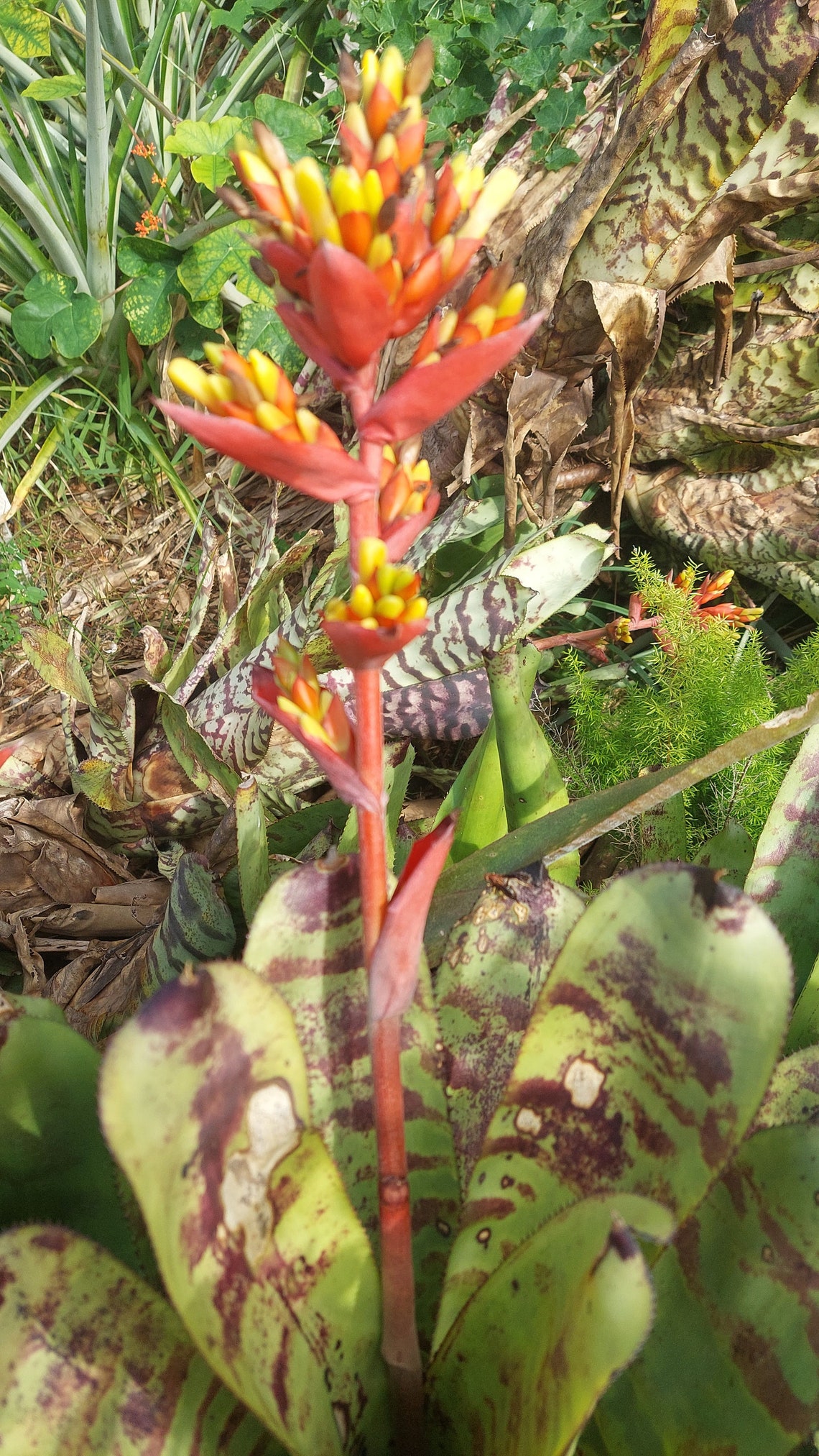Bromeliad Aechmea in Bloom - Etsy