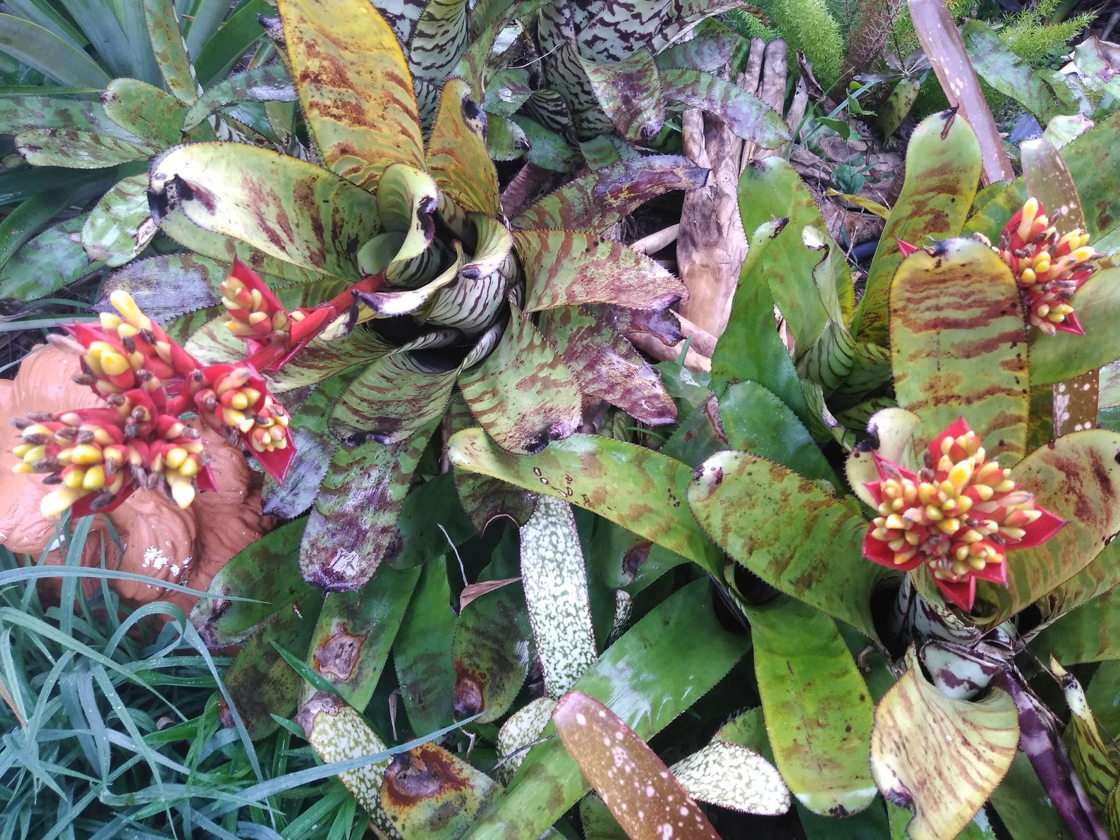 Bromeliad Aechmea in Bloom - Etsy