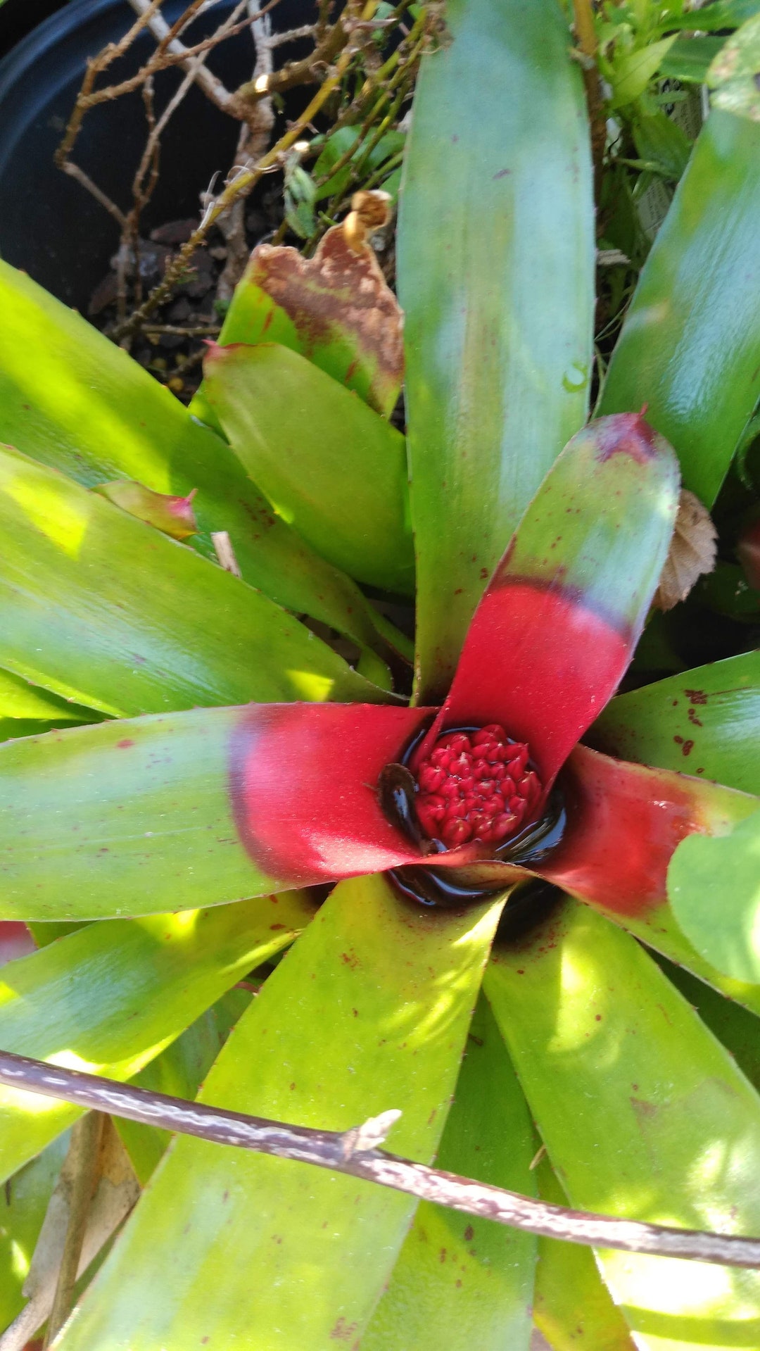 The Bromeliad – Great Christmas Gift - Etsy