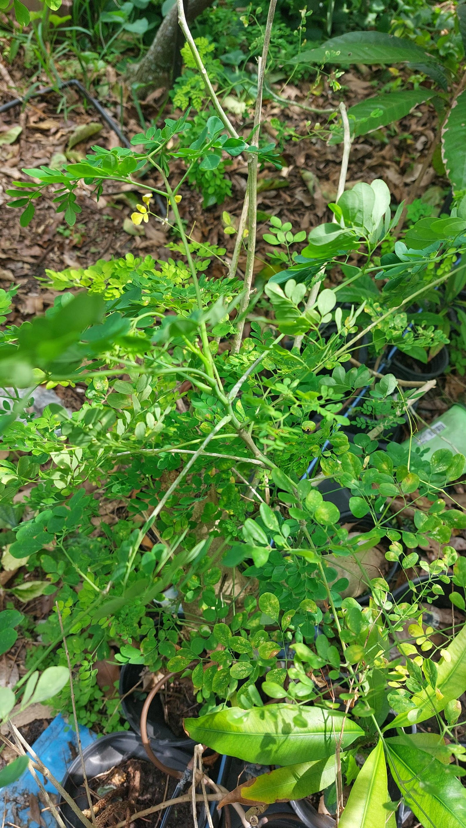Moringa Oleifera Cuttings - Etsy