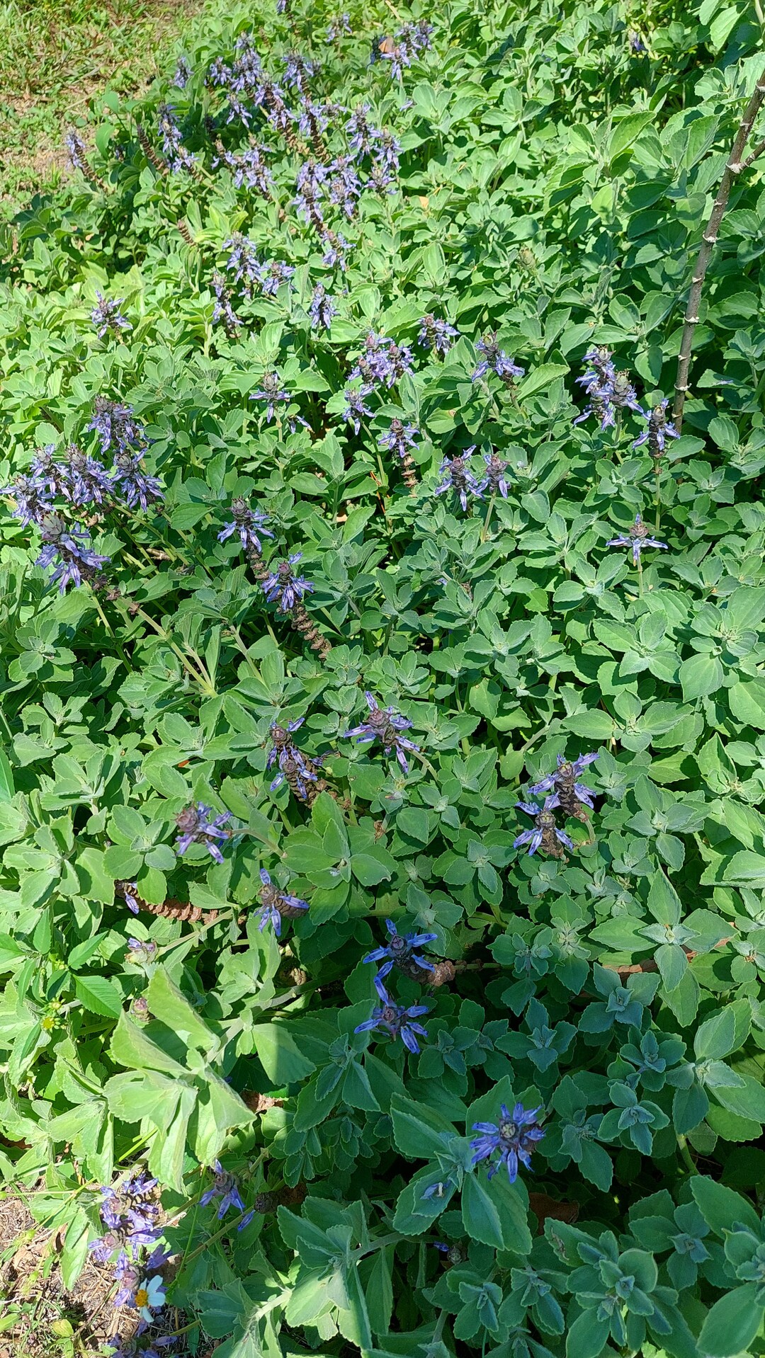 Scaredy Cat Plant / Irish Eyes Plant / Panadol Plant Cuttings - Etsy