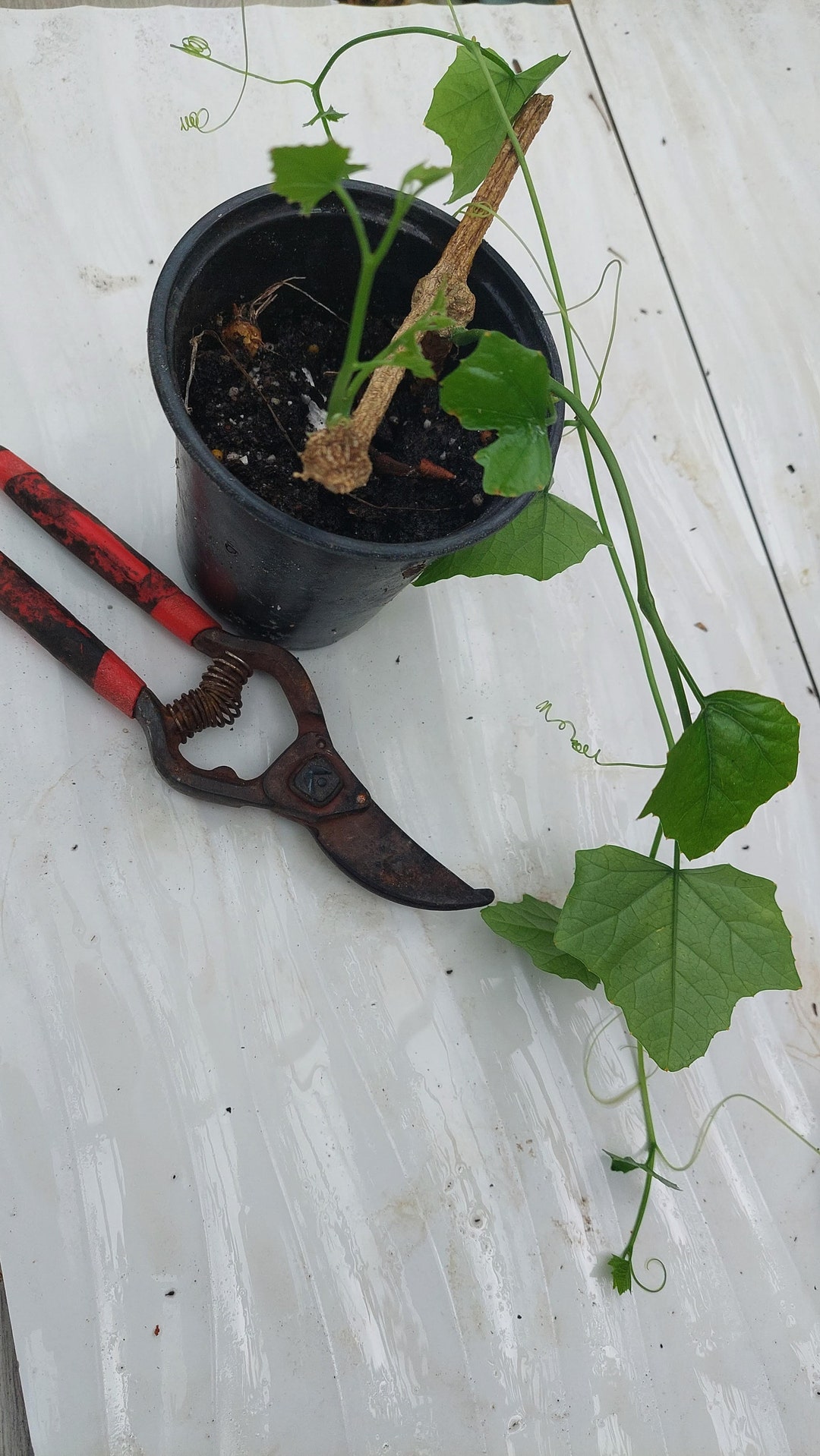 Live Tindora Plant in Pot. No Shipping to CA - Etsy