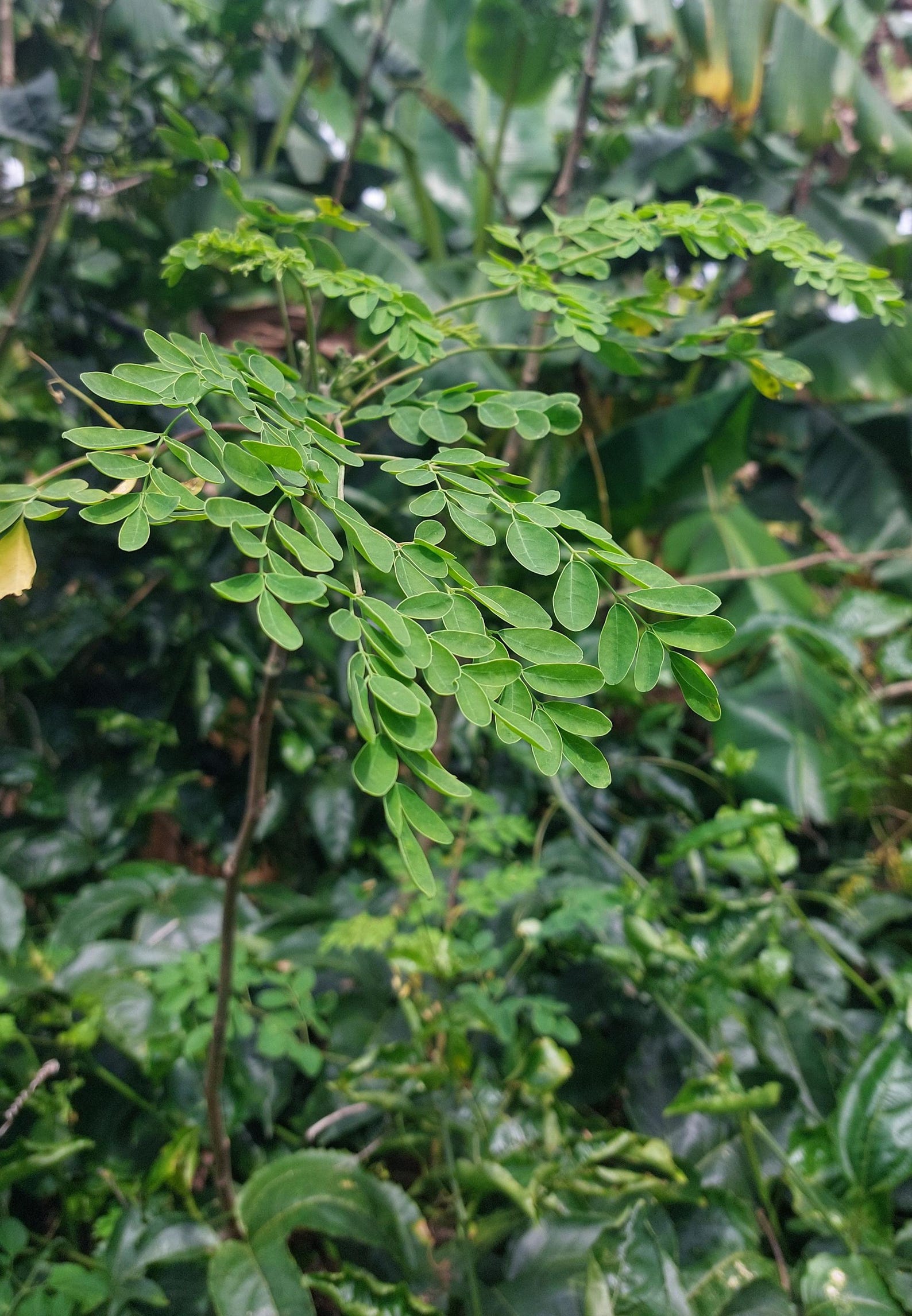 Moringa Oleifera Cuttings - Etsy