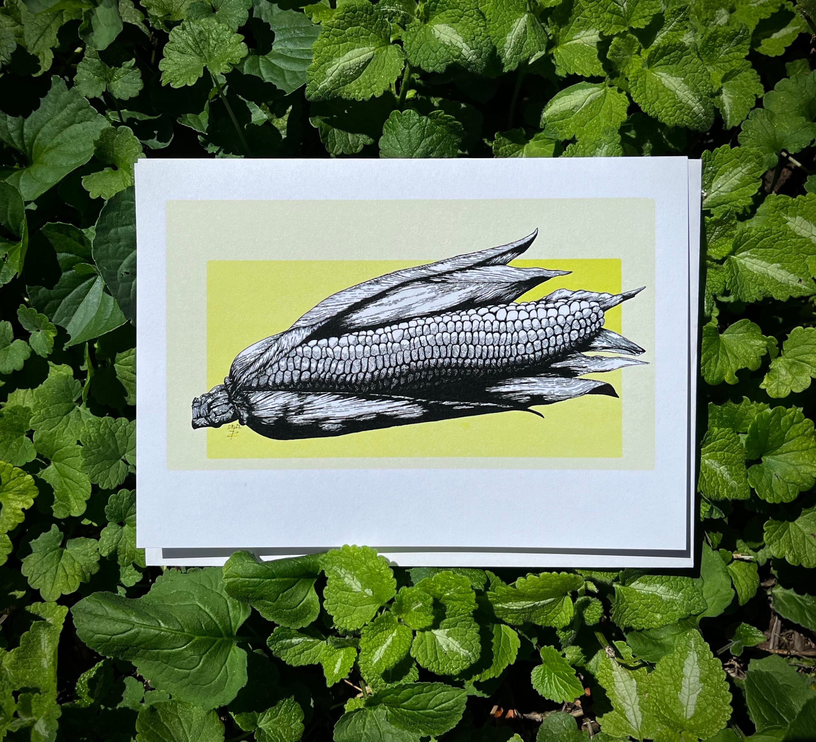 Hand Drawn Pen and Ink Vegetable Greeting Cards (3 Pack Contains ...