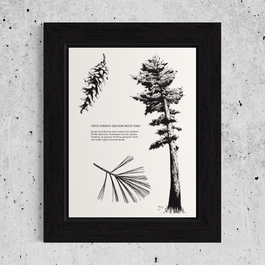 Eastern White Pine. Hand Drawn Pen and Ink Botanical Art. - Etsy