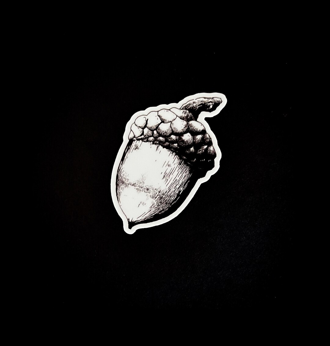 Hand Drawn Acorn Vinyl Sticker, White Oak Decal - Etsy