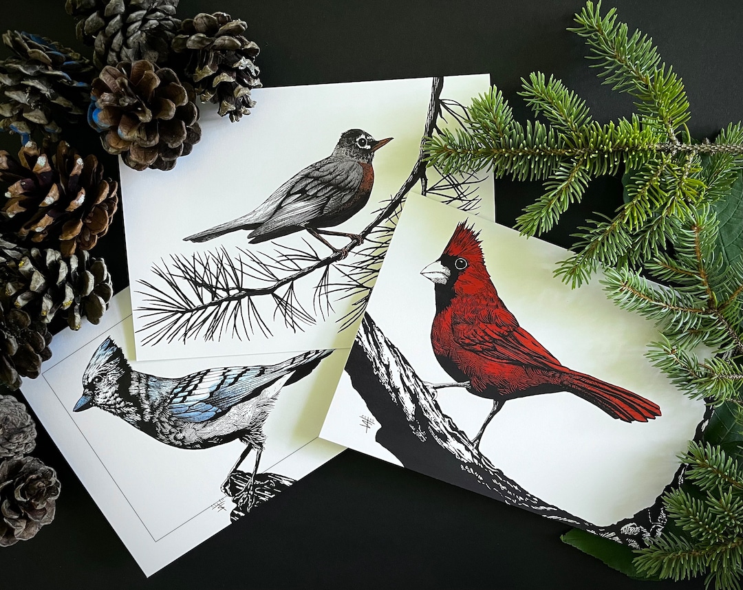 Hand Drawn Pen and Ink Bird Greeting Cards (3 Pack Contains a Robin ...