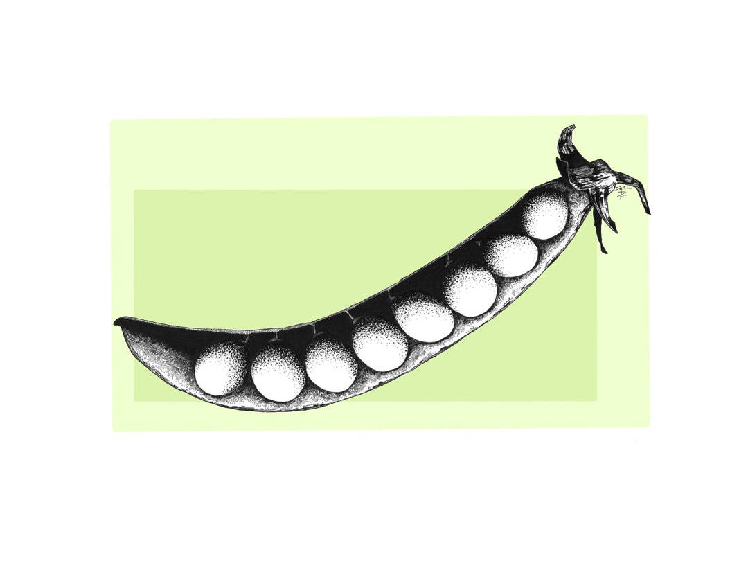 Pen and Ink Peapod Illustration - Etsy
